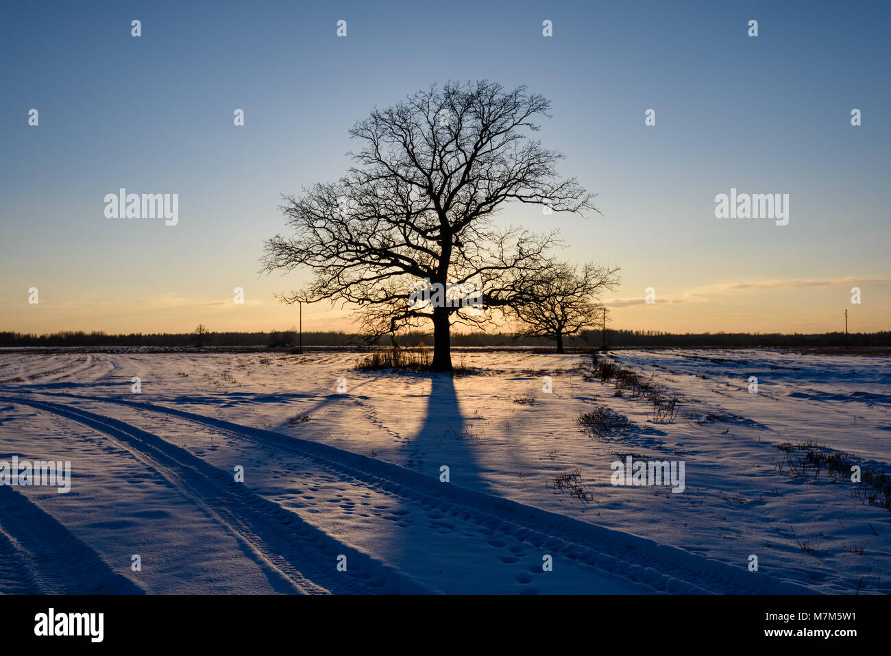 colorful winter sunset with light rays coming through the large tree ...