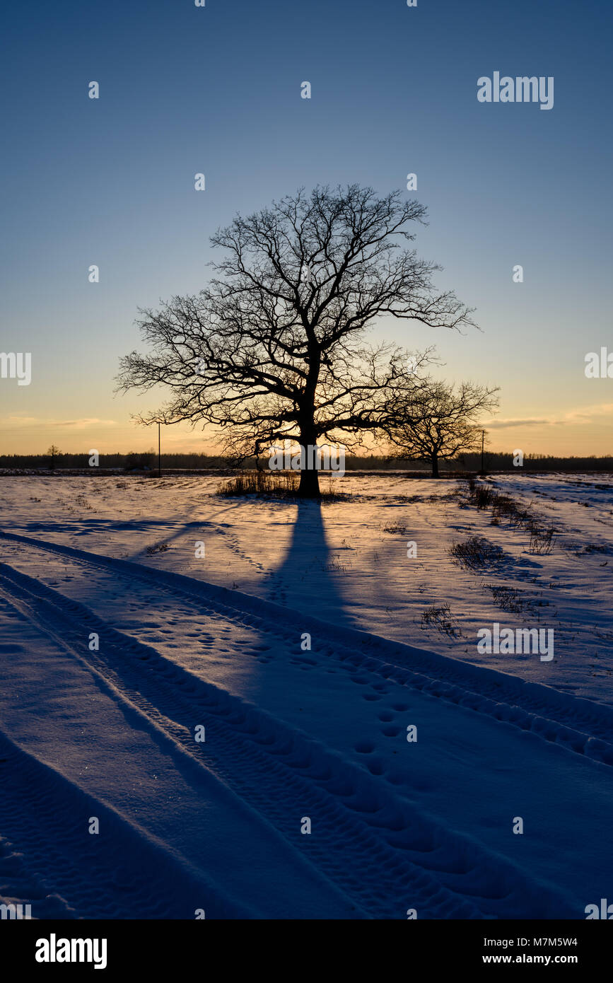 colorful winter sunset with light rays coming through the large tree ...