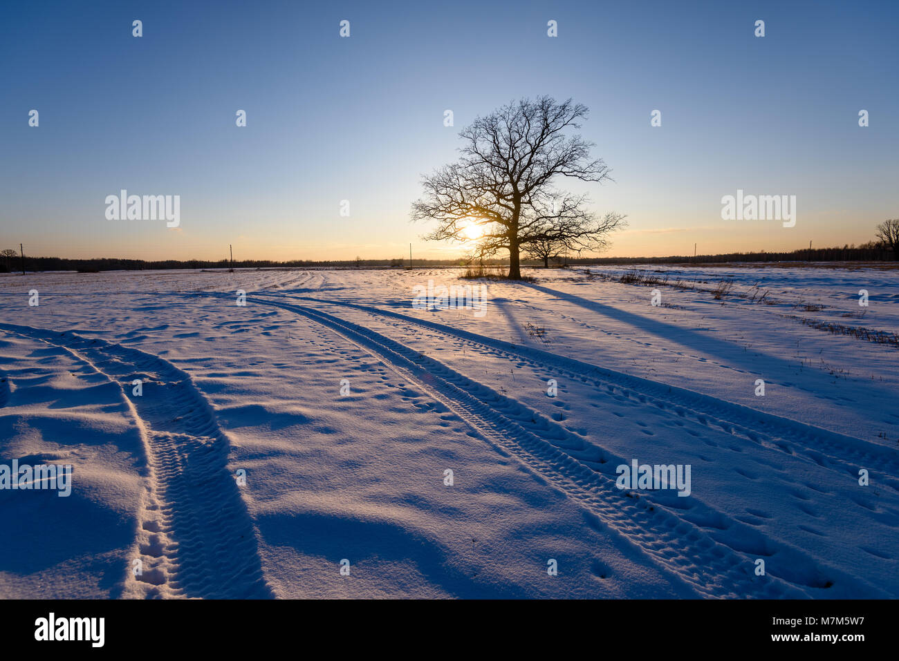 colorful winter sunset with light rays coming through the large tree ...