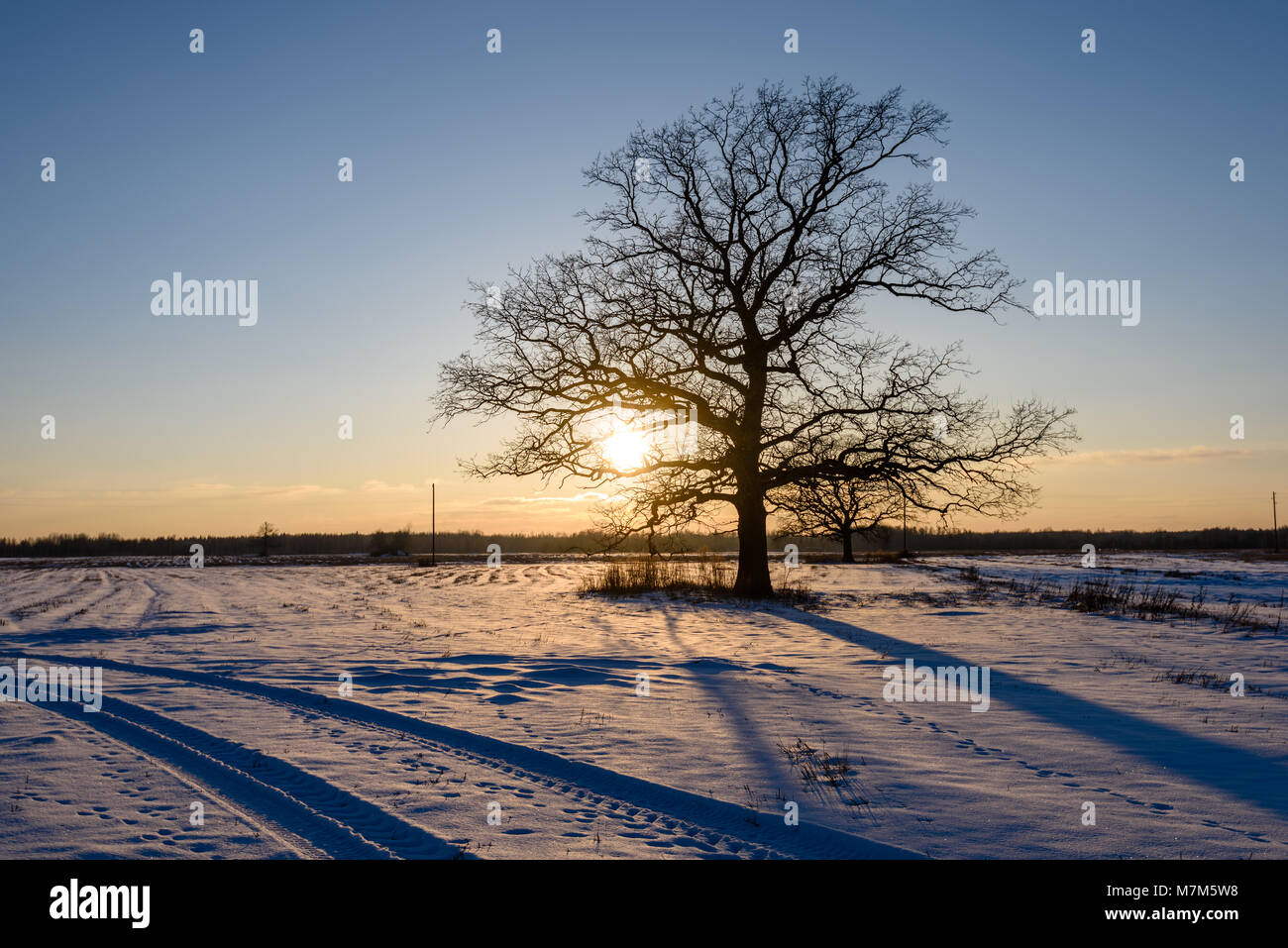colorful winter sunset with light rays coming through the large tree ...