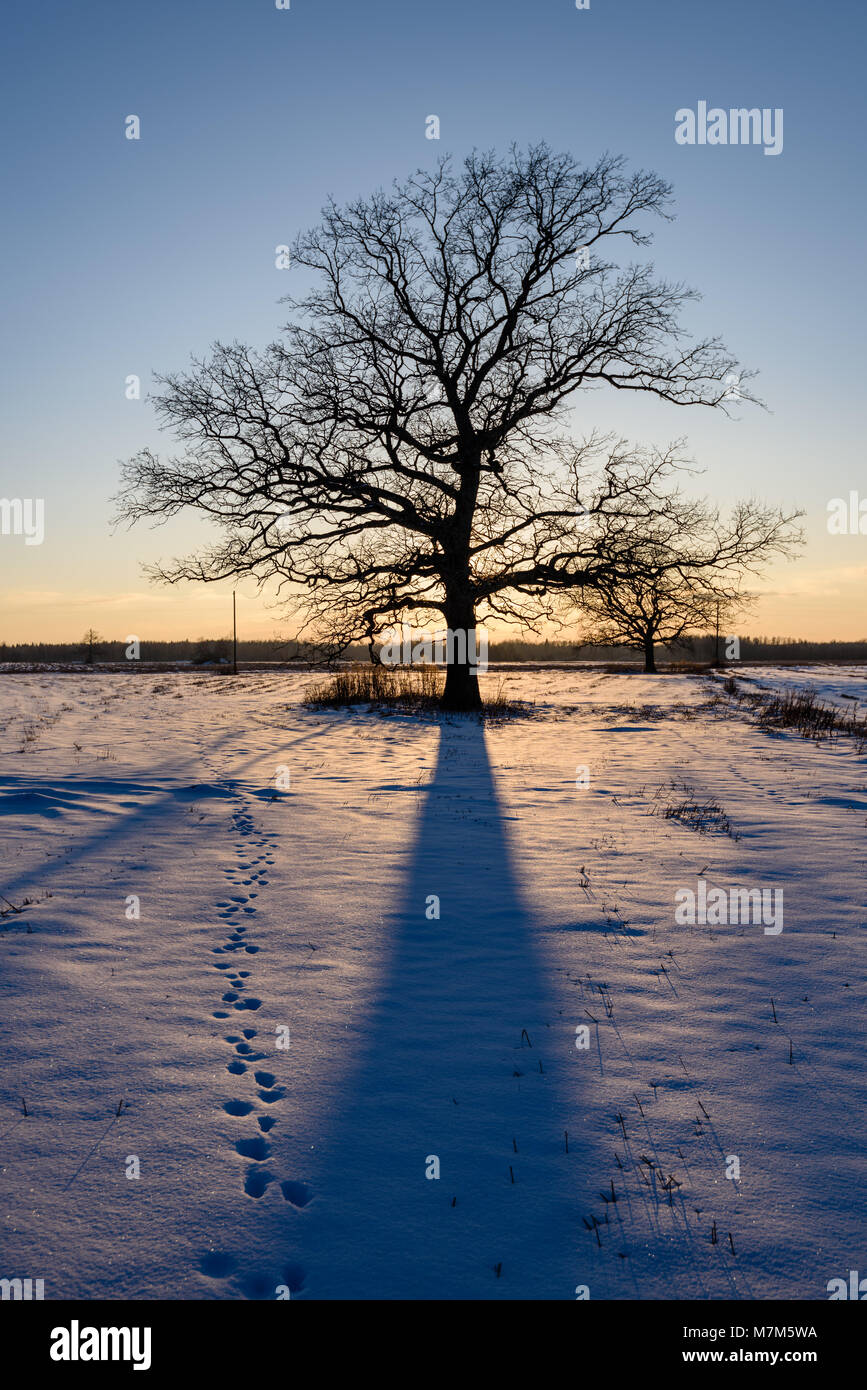 colorful winter sunset with light rays coming through the large tree ...