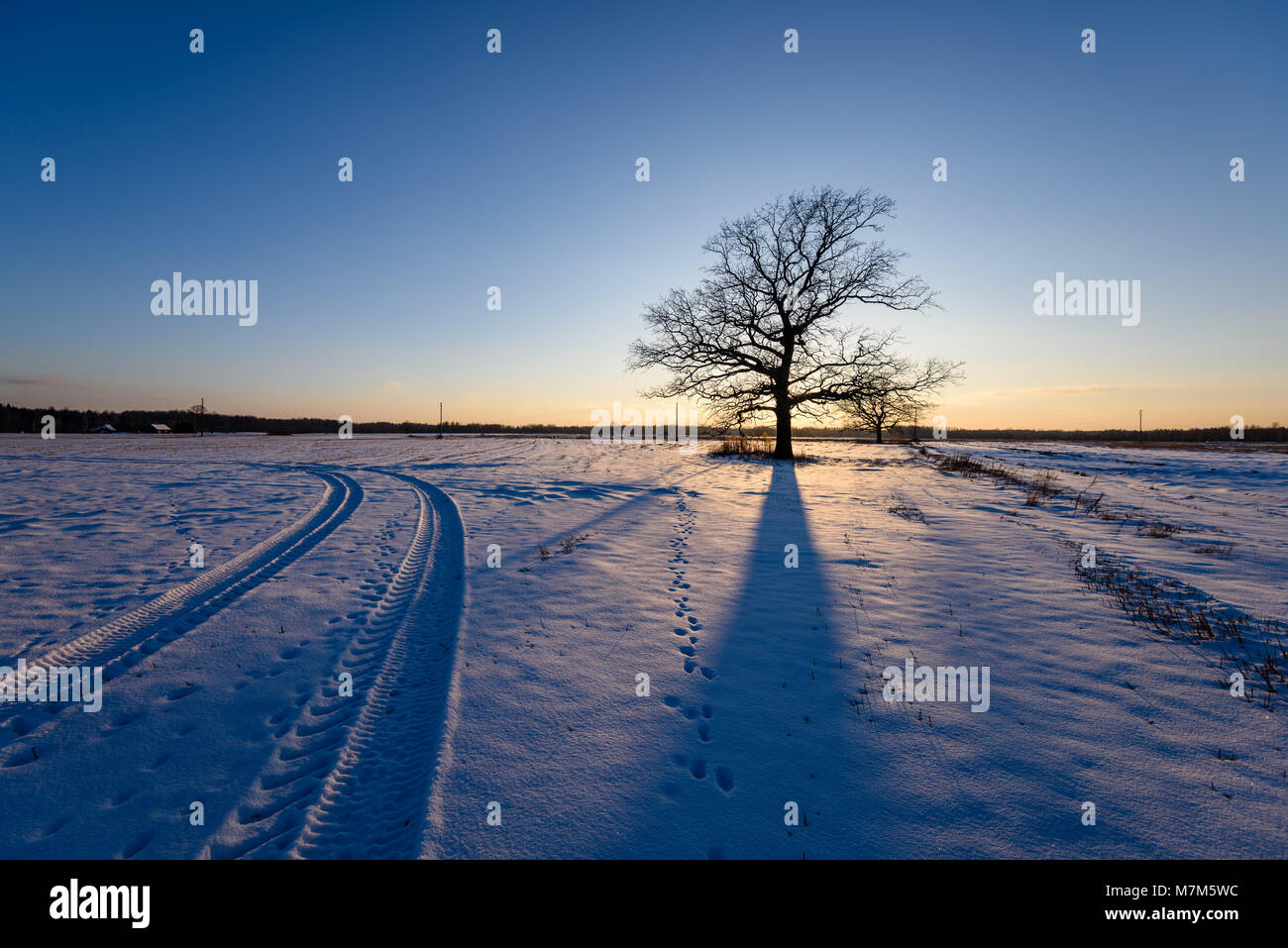 colorful winter sunset with light rays coming through the large tree ...