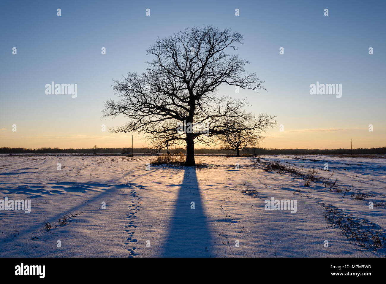 colorful winter sunset with light rays coming through the large tree ...