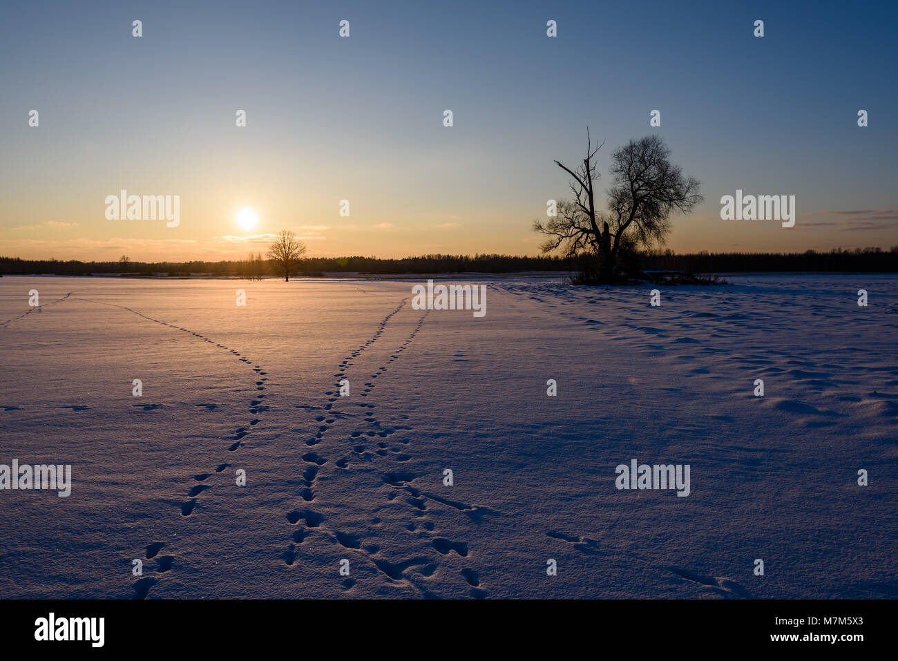 colorful winter sunset with light rays coming through the large tree ...