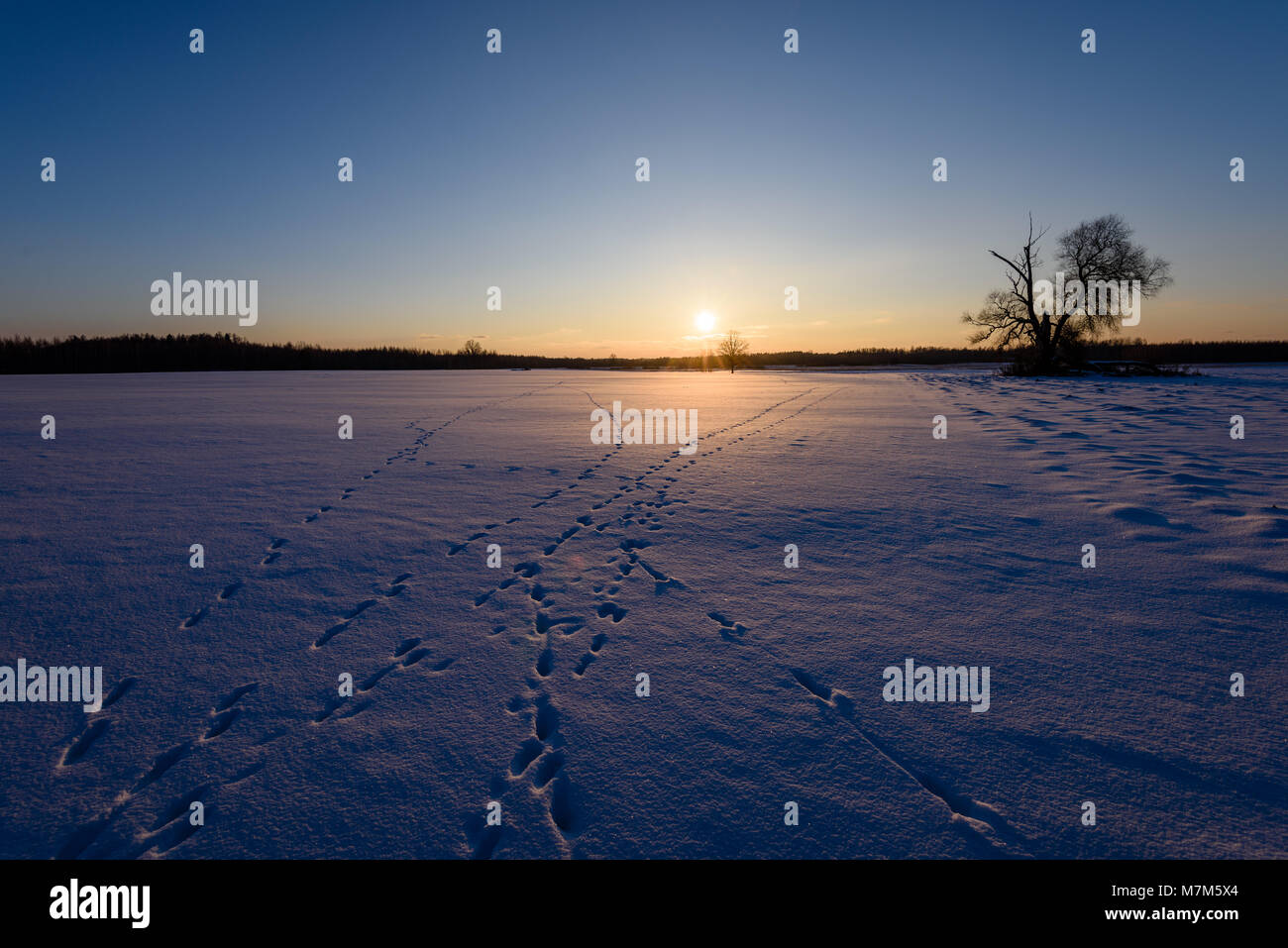 colorful winter sunset with light rays coming through the large tree ...