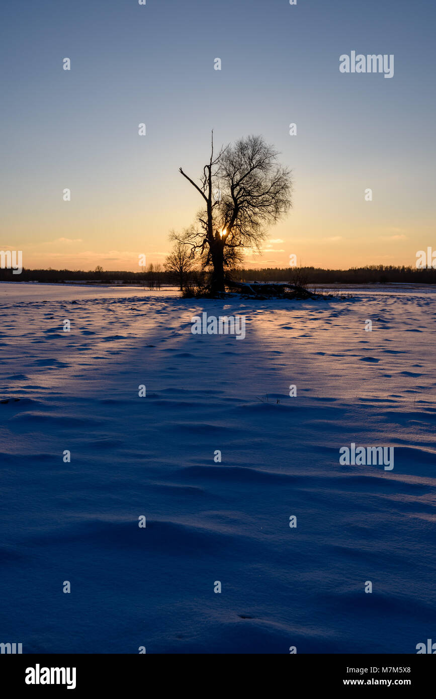 colorful winter sunset with light rays coming through the large tree ...