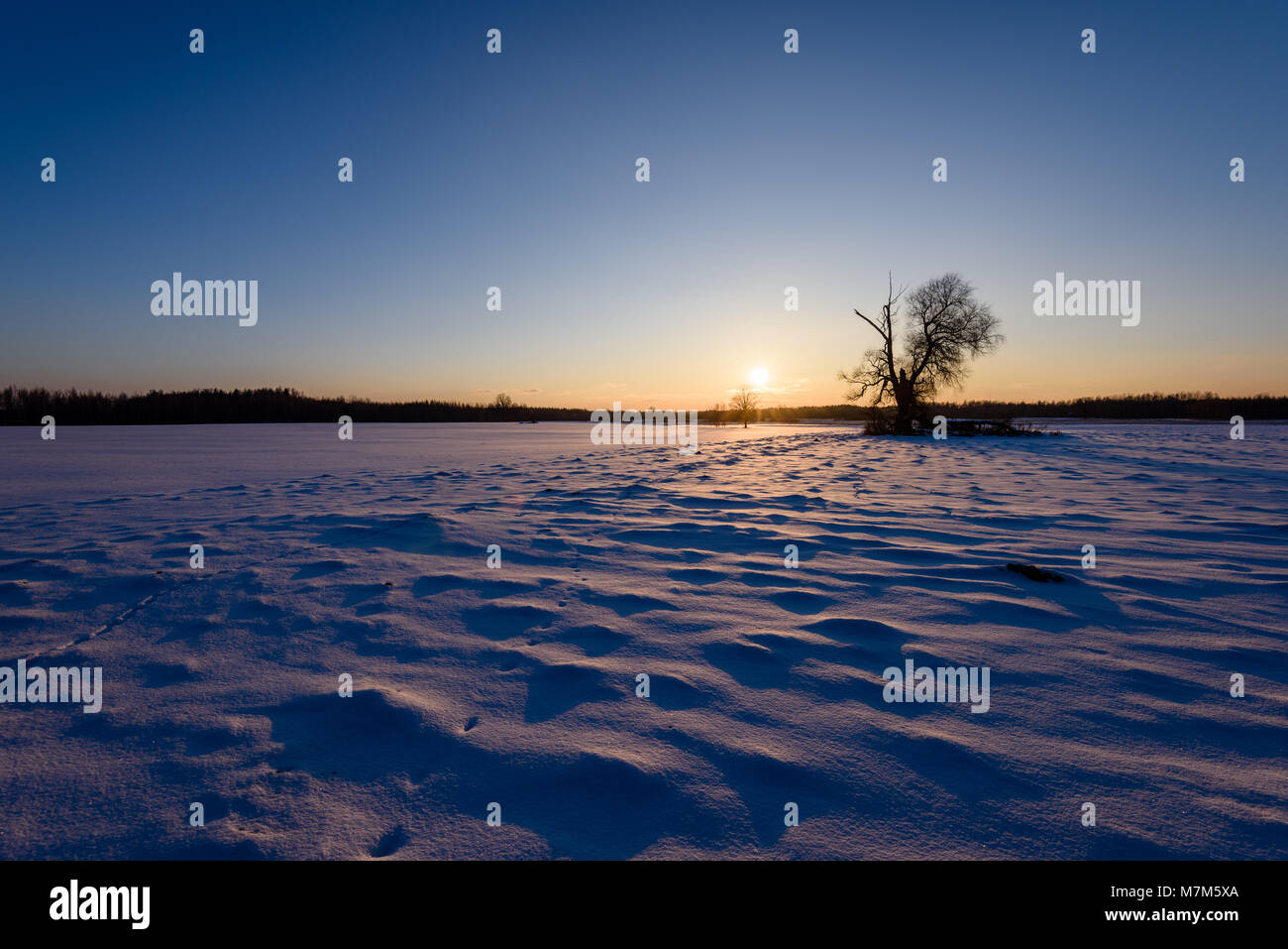 colorful winter sunset with light rays coming through the large tree ...