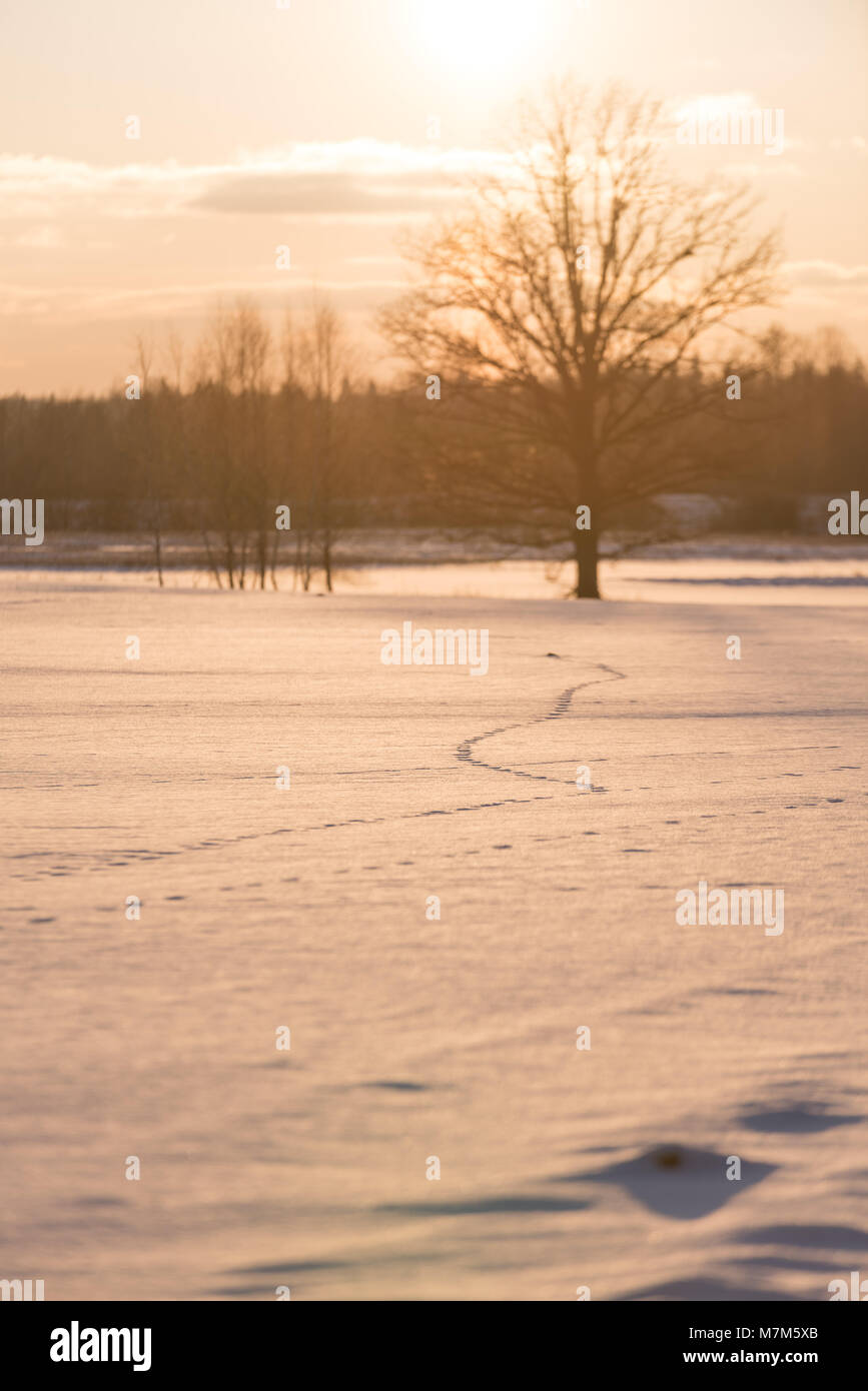 colorful winter sunset with light rays coming through the large tree ...