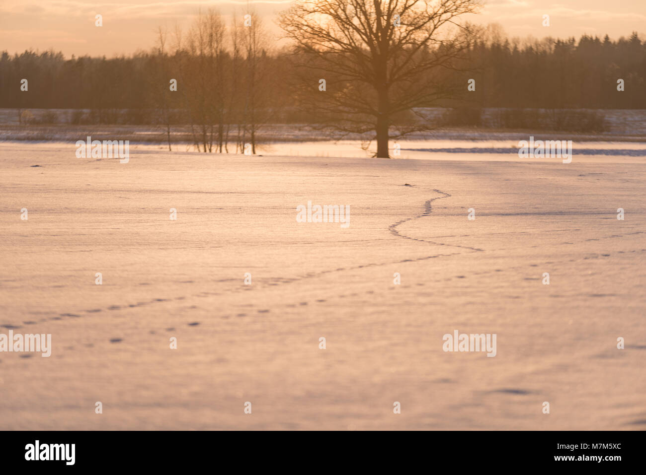 colorful winter sunset with light rays coming through the large tree ...