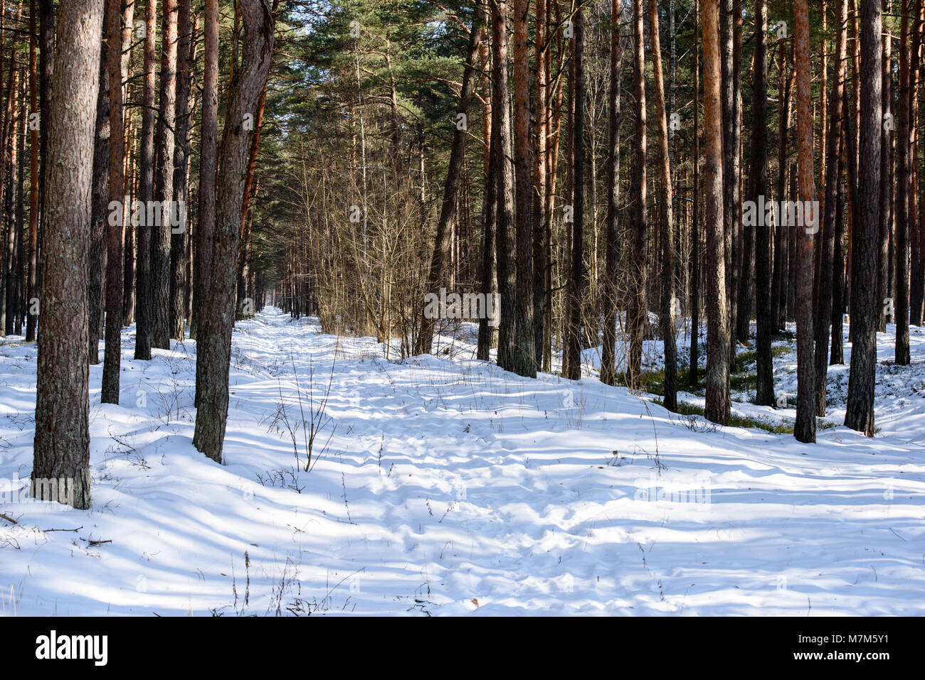 snowy winter road covered in deep snow with car tire tracks going in ...