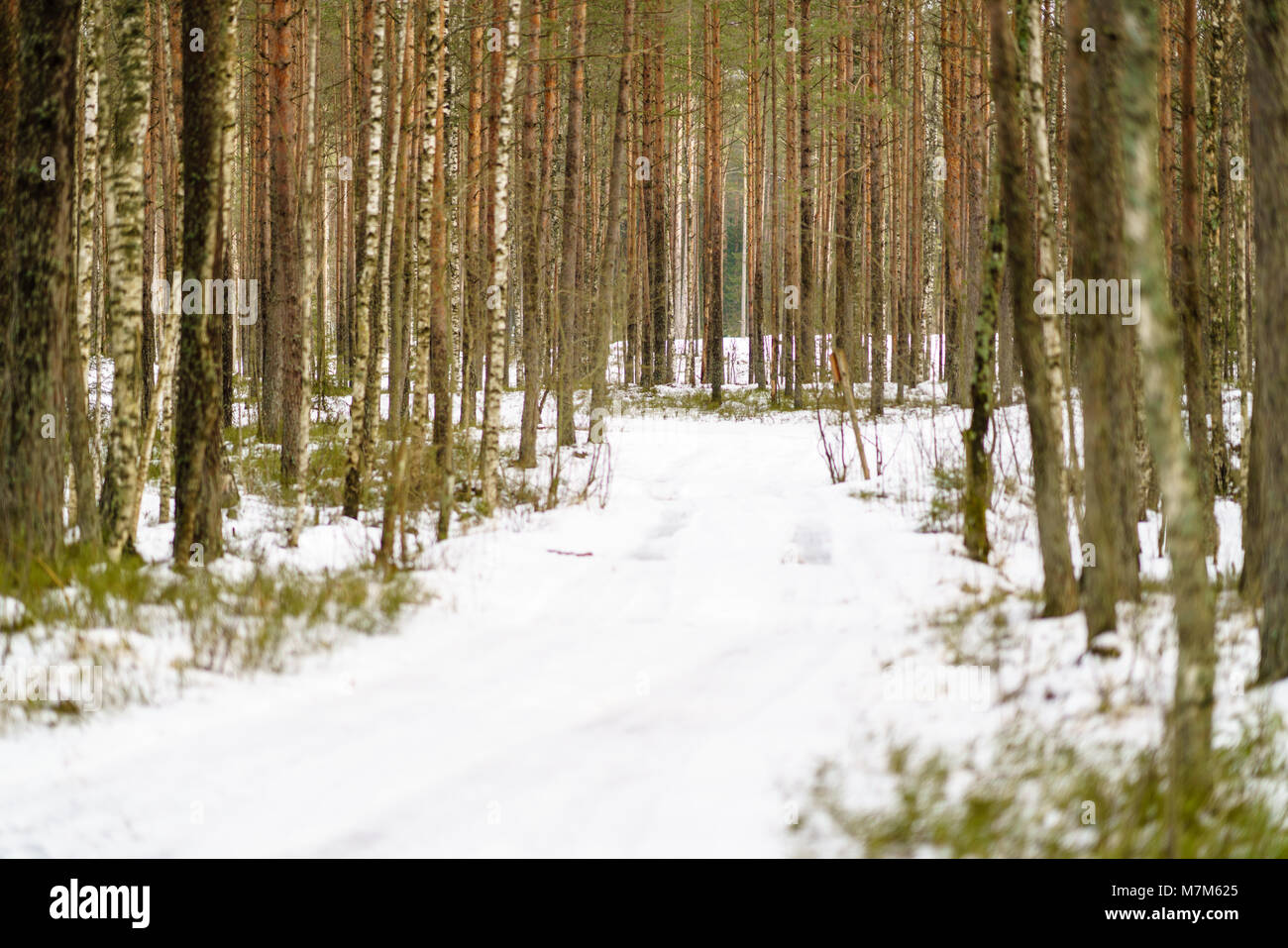 snowy winter road covered in deep snow with car tire tracks going in ...