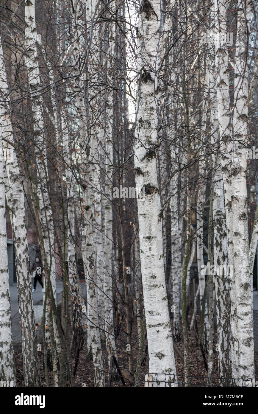 Silver Birch trees outside the Tate Modern in central London Stock ...