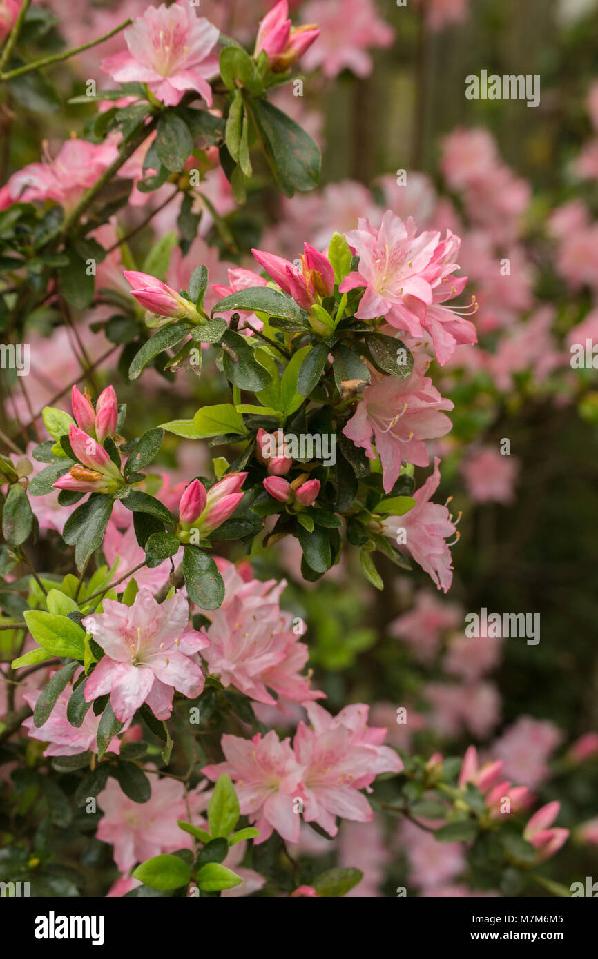 Pink flowering azalea plants in the home garden Stock Photo - Alamy