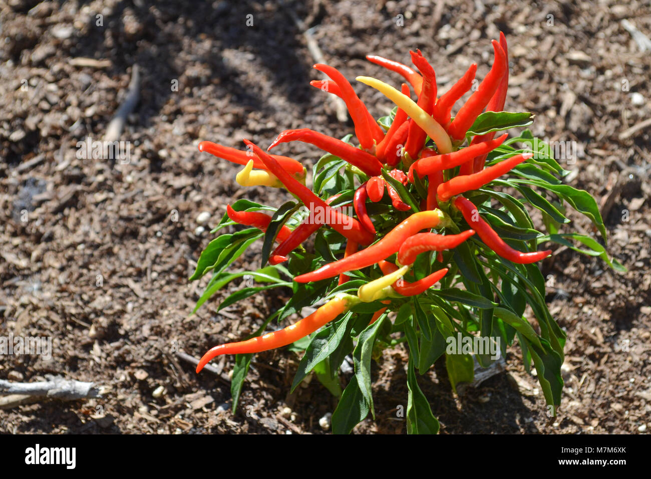 Pepper plant in a botanical garden, border plants for landscape design ...