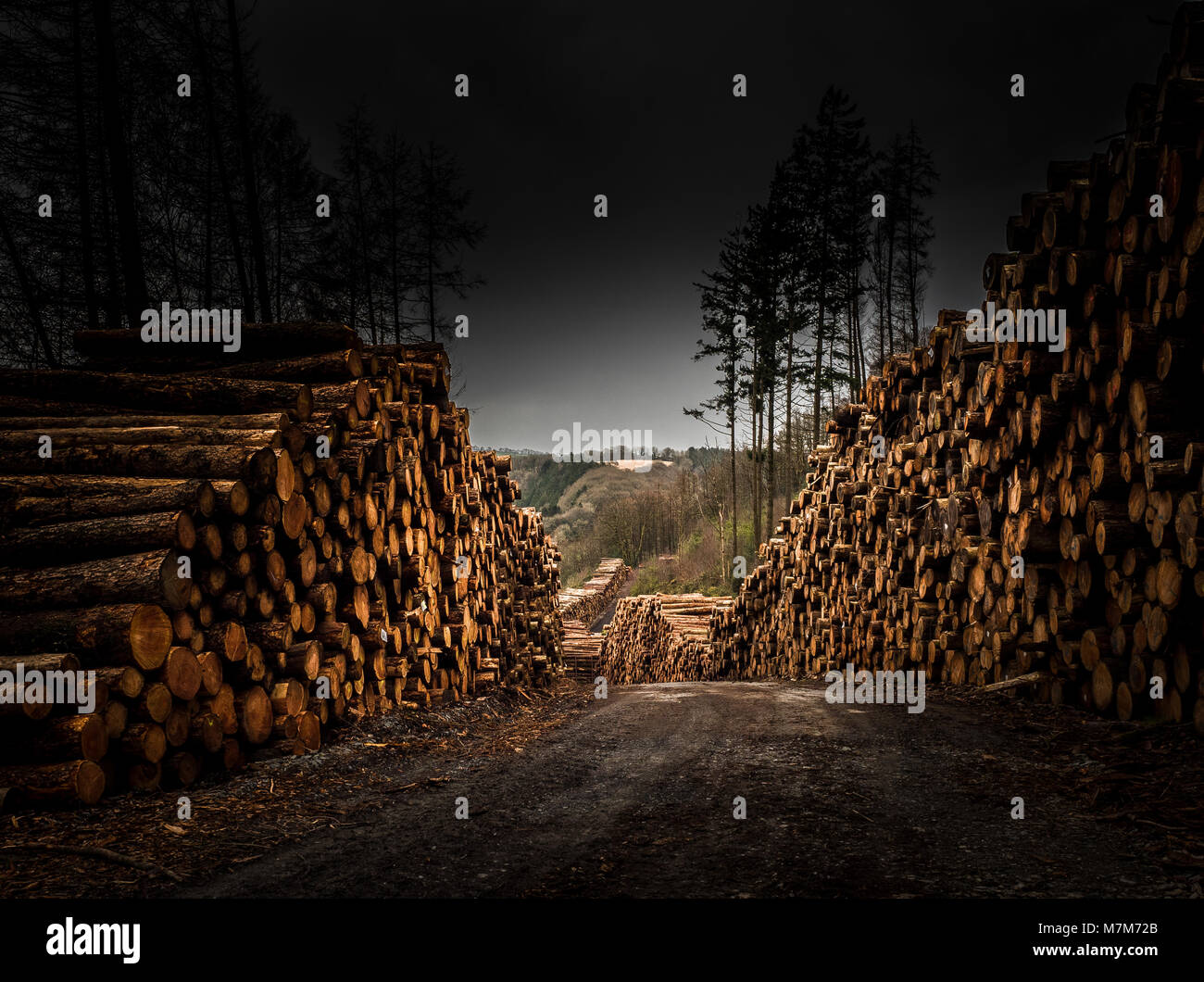 Pine log piles, Wales Stock Photo - Alamy