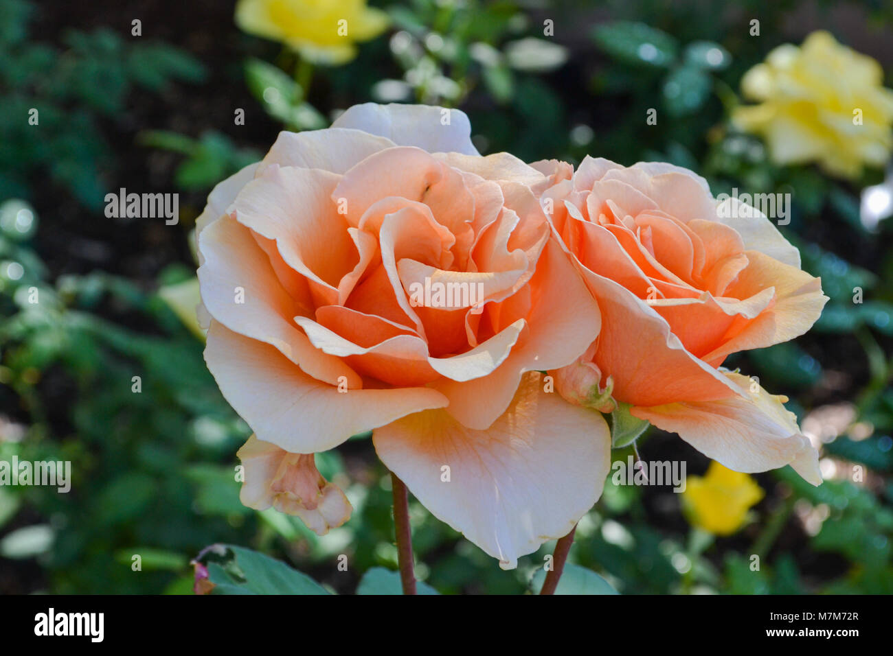 Blooming peach colored rose in the garden with yellow roses visible in ...