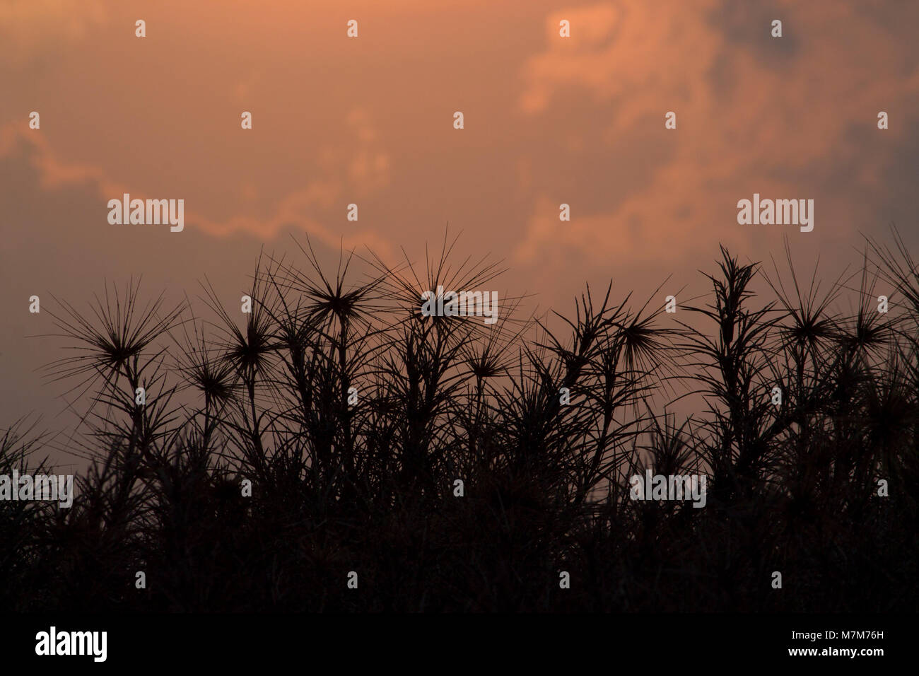 Wild Grass Silhouette At Sunrise With Orange Color Sky Background Stock ...