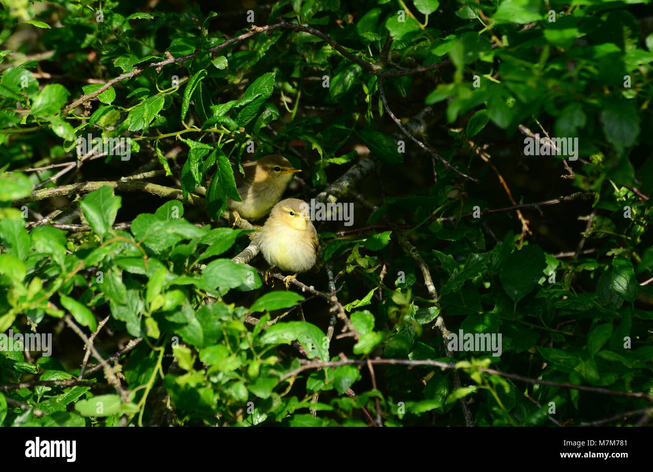 Adult chiffchaff hi-res stock photography and images - Alamy