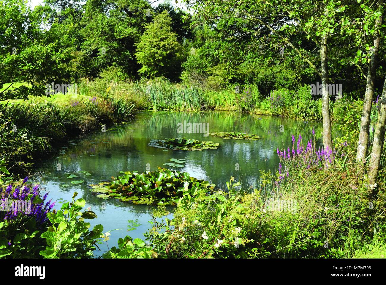 Pretty pond surrounded by flowers, trees and woodland, uk Stock Photo ...