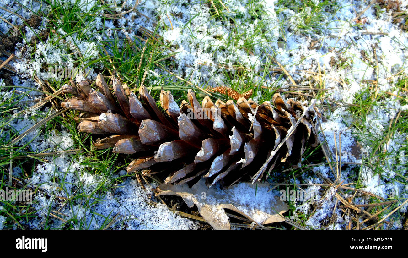 Cone in snow hi-res stock photography and images - Alamy