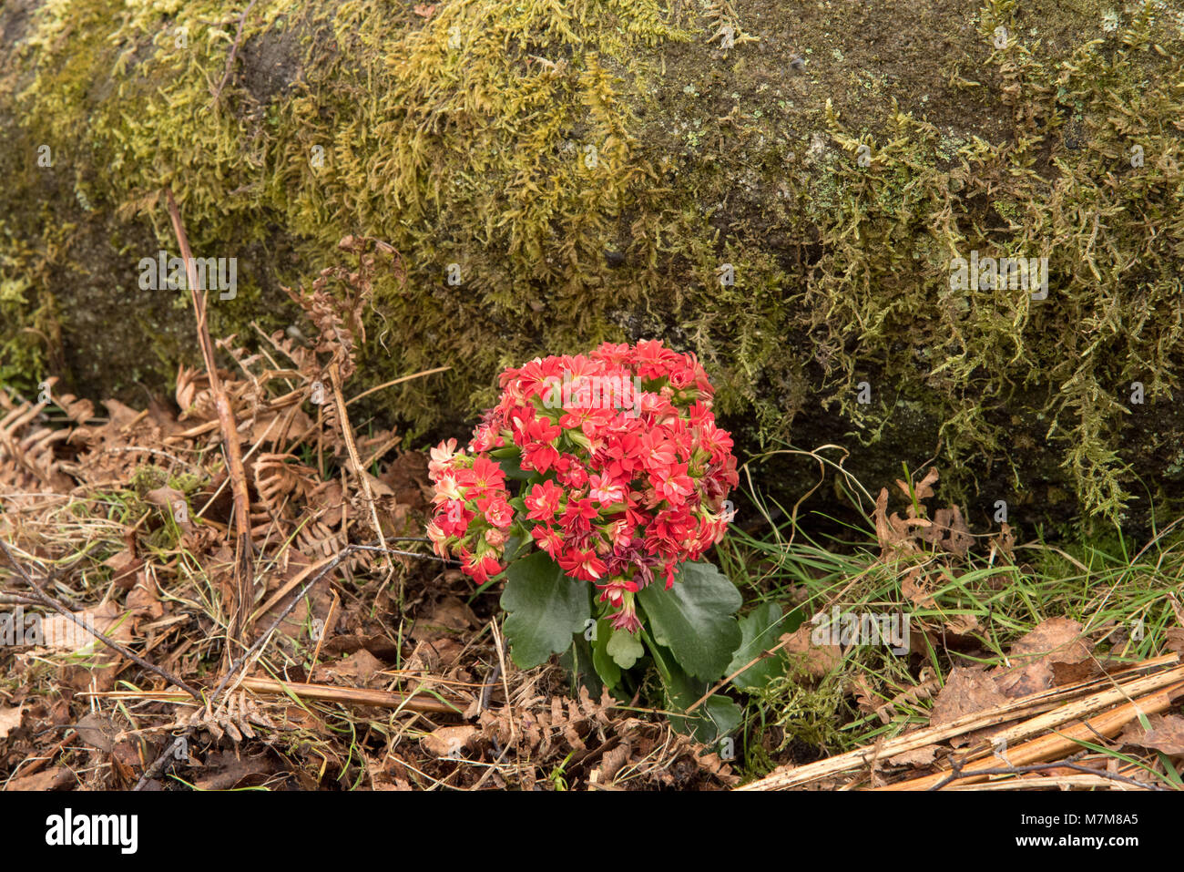 Spring flowers peak district hi-res stock photography and images - Alamy
