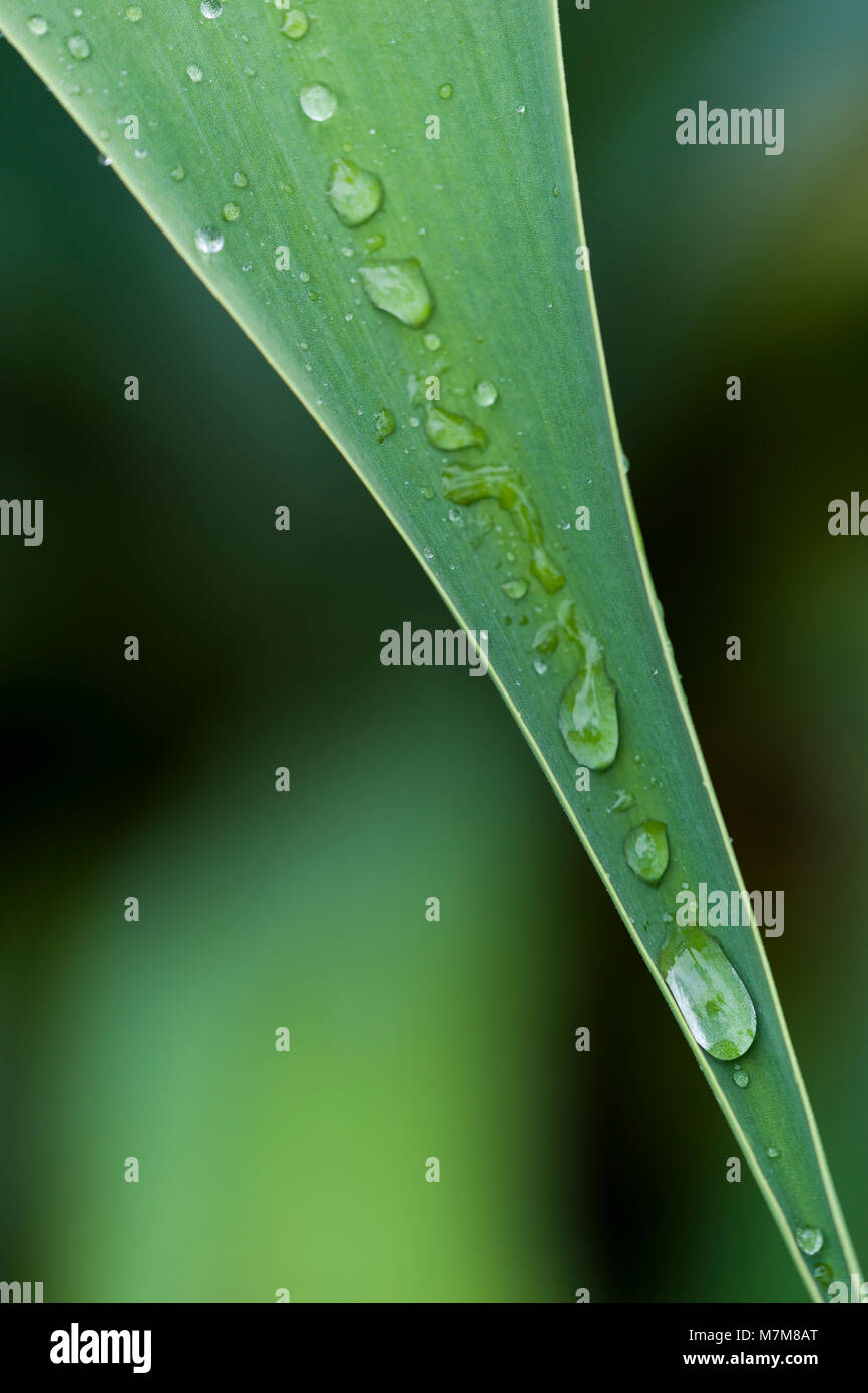 Green Plant stalk with water droplet Stock Photo - Alamy