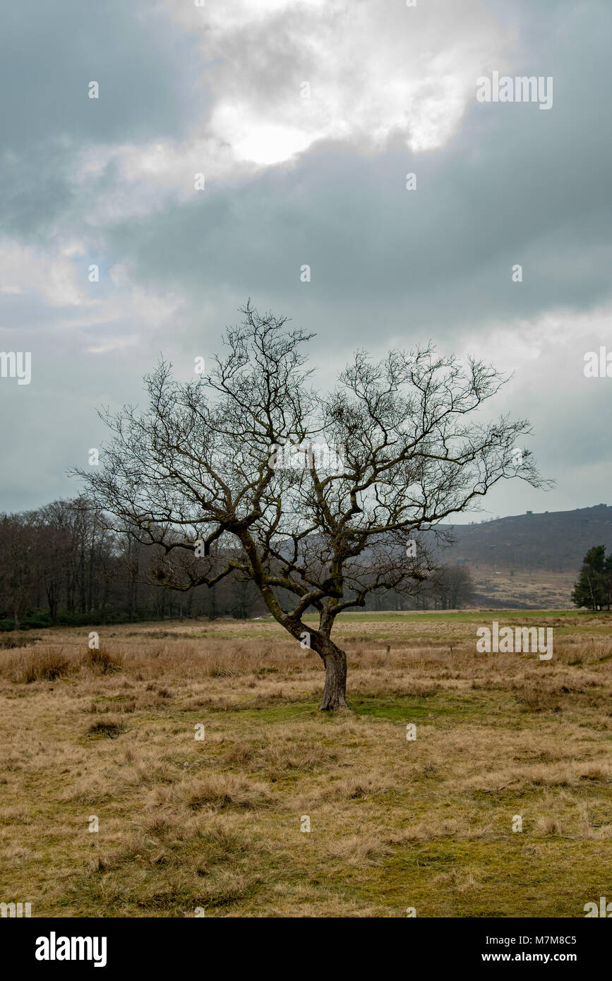 Mystical tree hi-res stock photography and images - Alamy