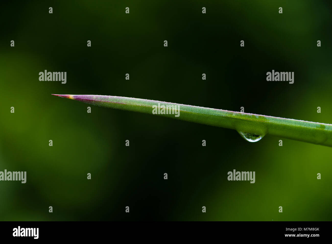 Green Plant stalk with water droplet Stock Photo - Alamy