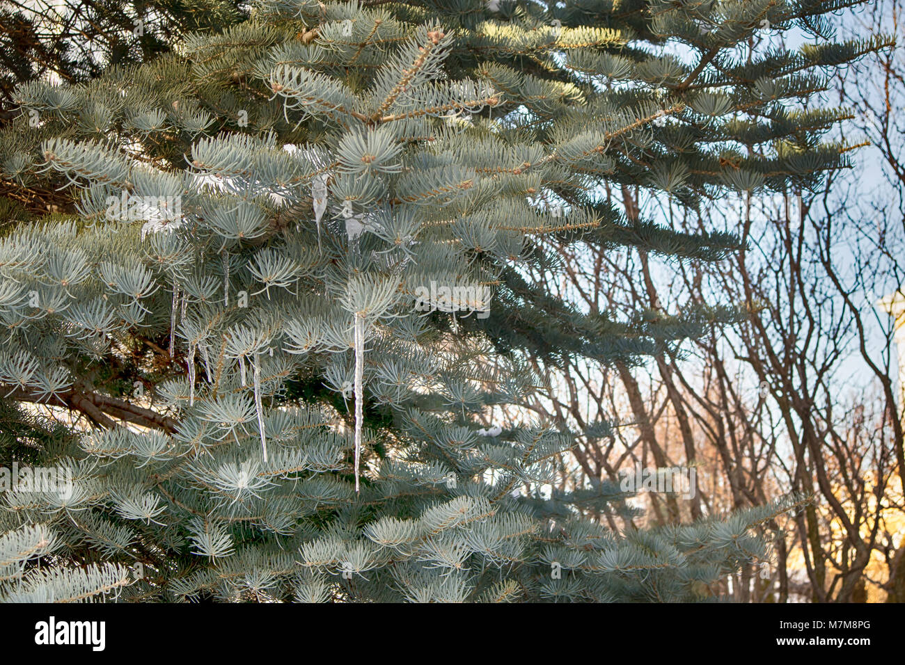 the Spruce Tree Covered With Lichen and Icicles Stock Photo - Alamy
