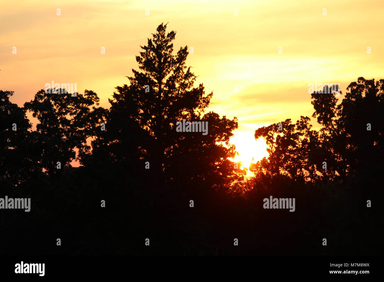 Sunset in the Trees Stock Photo - Alamy