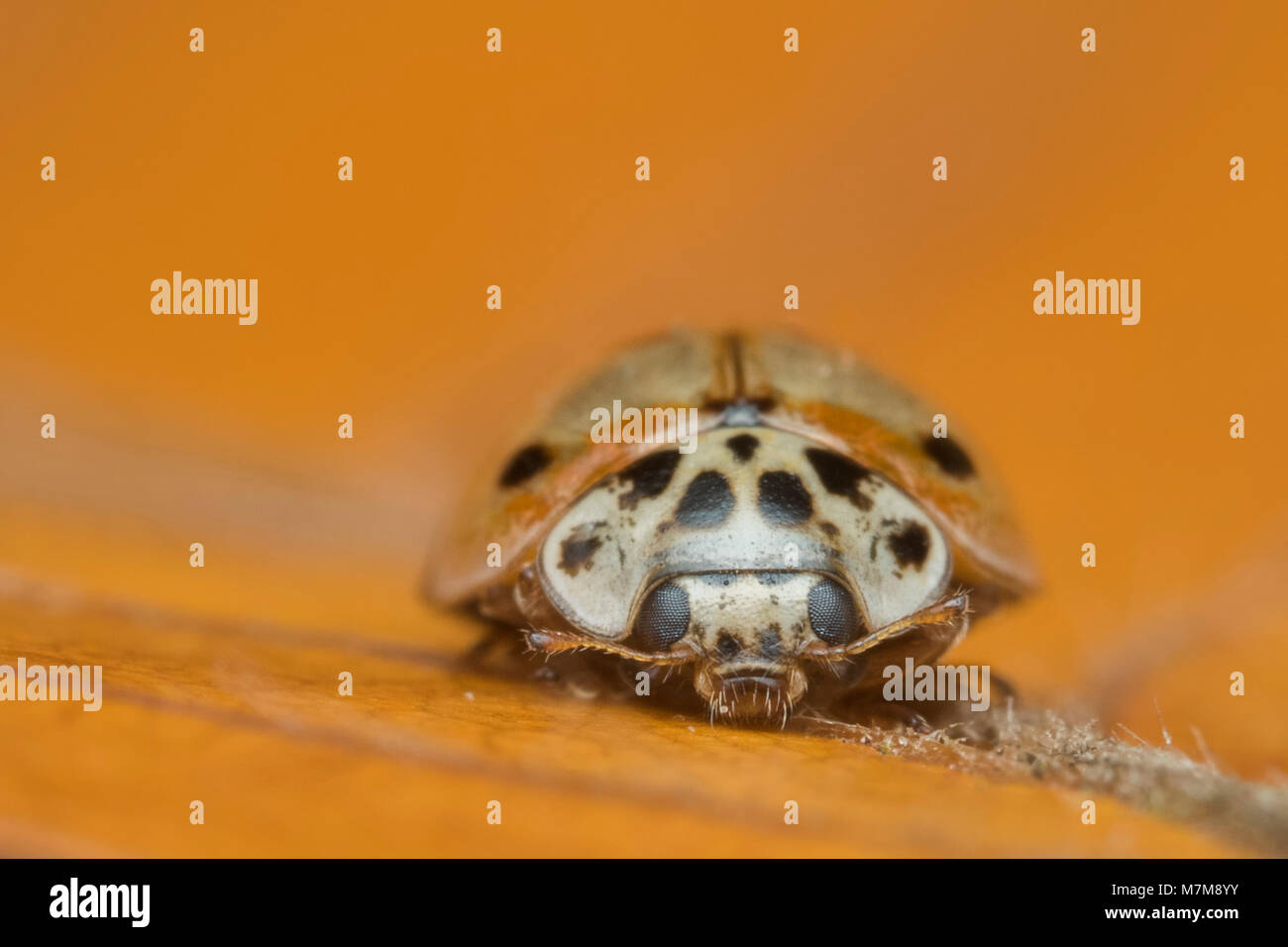 10-spot Ladybird (Adalia decempunctata) at rest on fallen leaf in ...