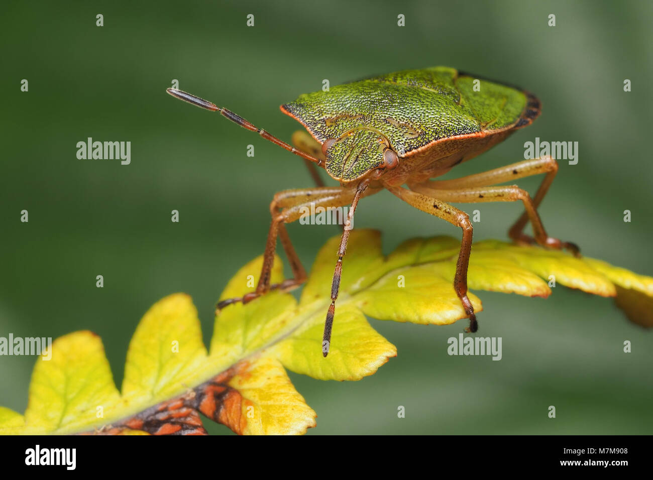 Green insect hi-res stock photography and images - Alamy