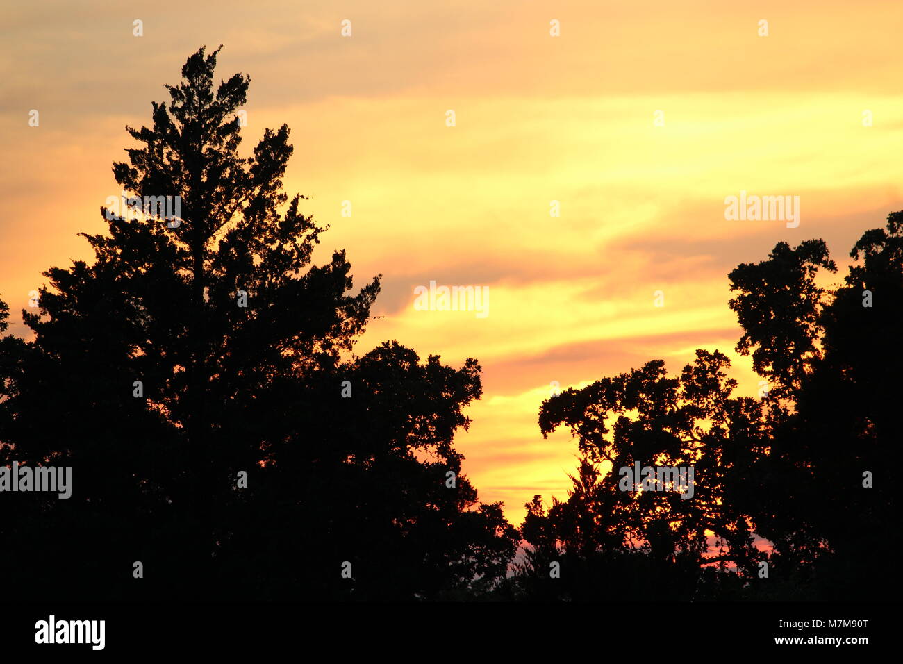 A Tree Top Sunset Stock Photo - Alamy