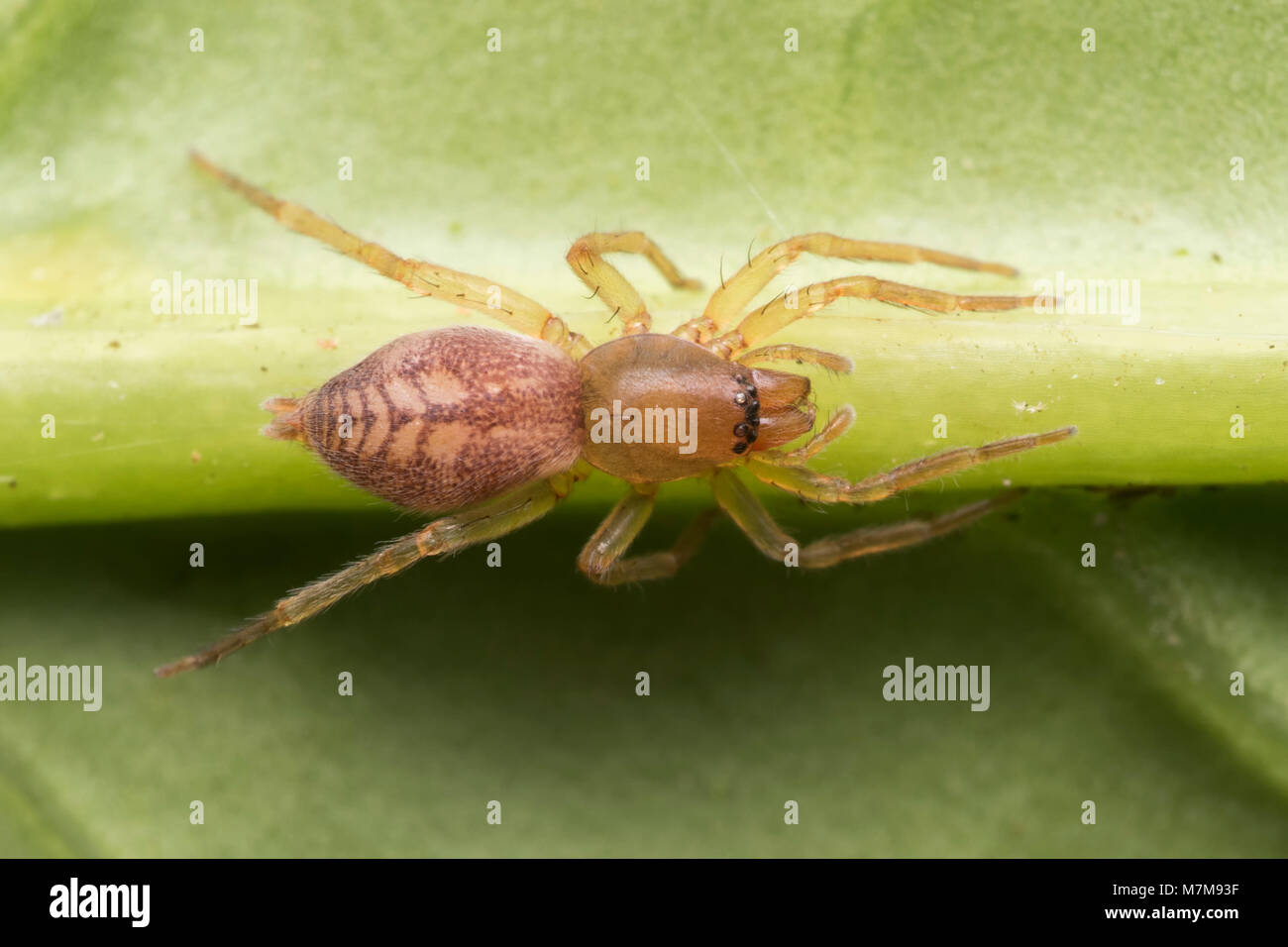 Spider (Clubiona comta) resting on the underside of a rhododendron leaf ...