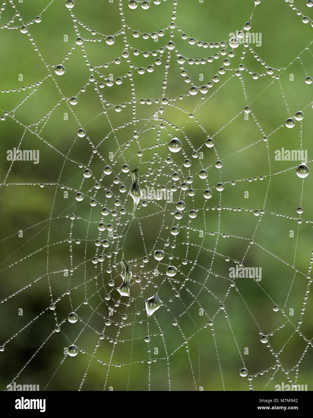 Spiders world web hi-res stock photography and images - Alamy