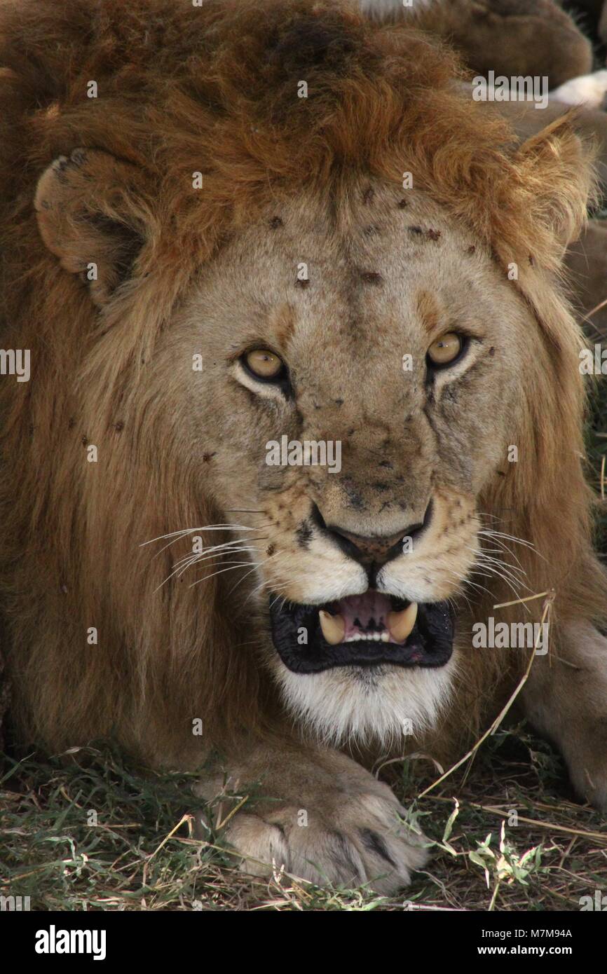 close up of lion face with roaring mouth and staring eyes, wild safari ...