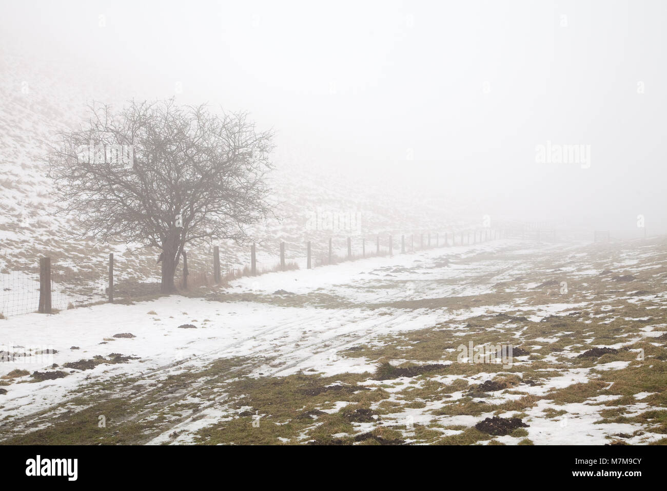 Hawthorne tree hi-res stock photography and images - Alamy
