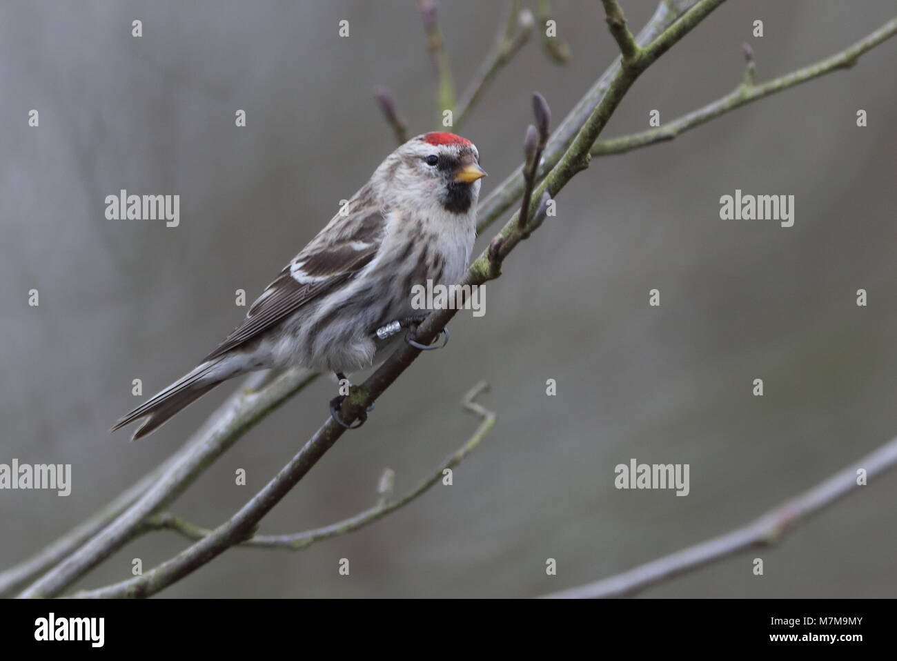Mealy redpoll uk hi-res stock photography and images - Alamy