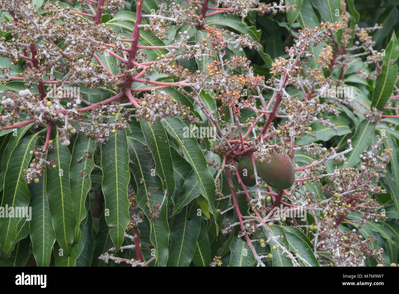 Healthy mango hi-res stock photography and images - Alamy