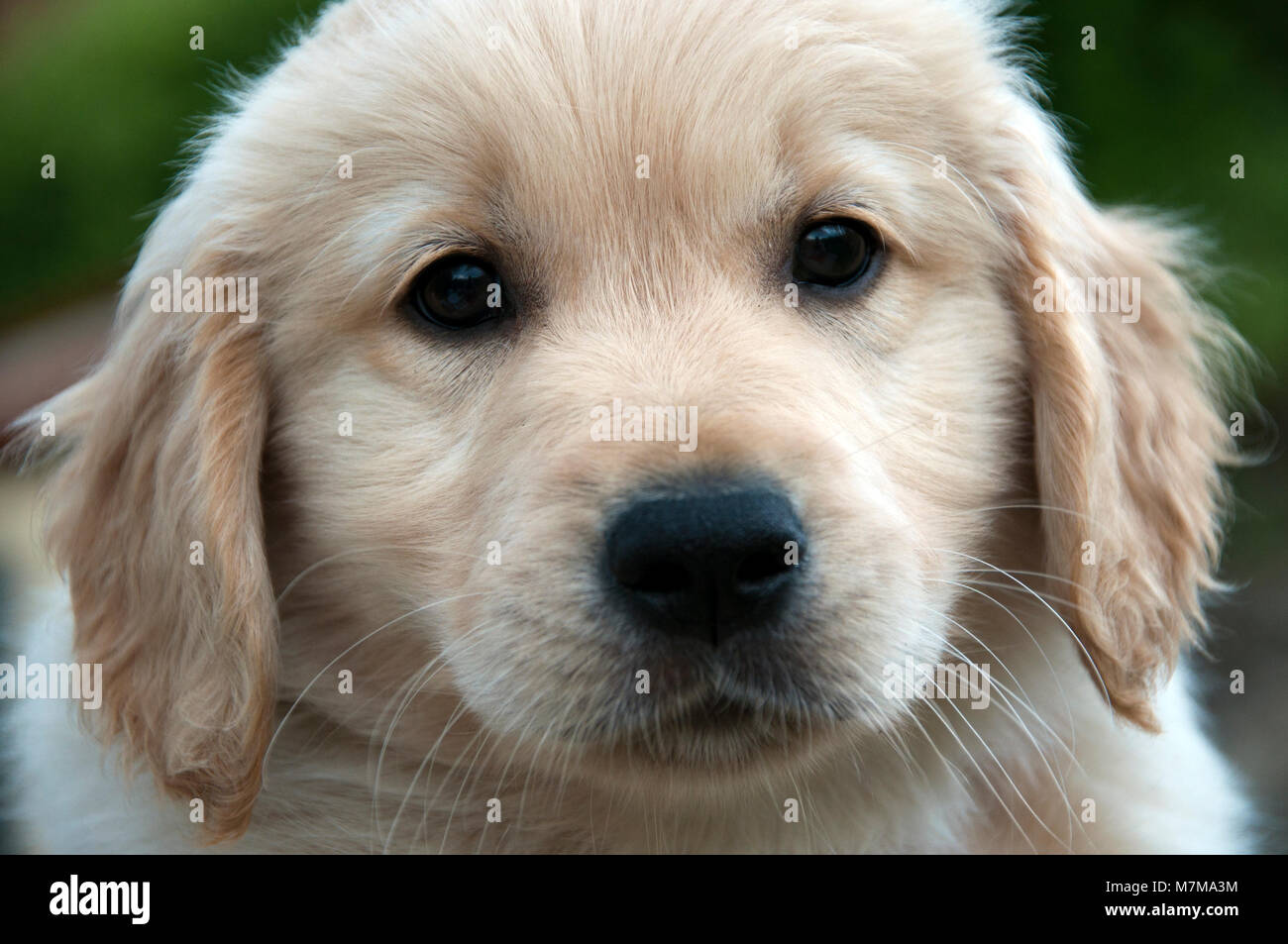 Graceful puppy hi-res stock photography and images - Alamy