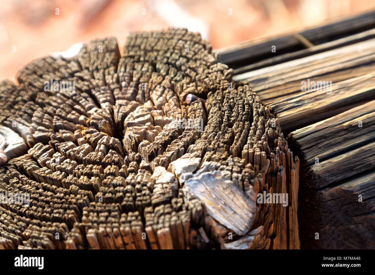 abstract texture of a surface tree like background grain Stock Photo ...