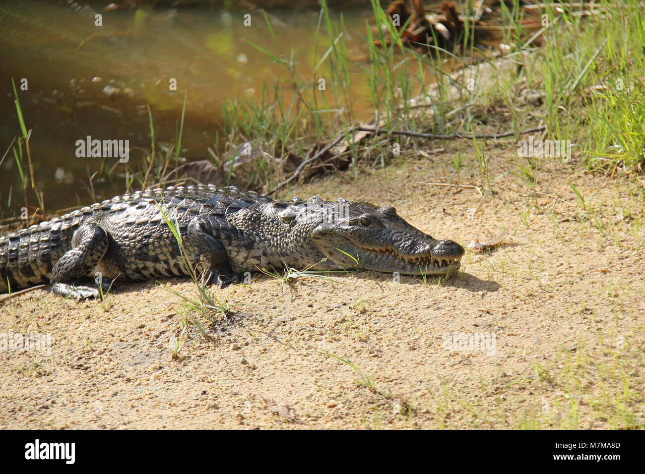 Crocodile resting on the sandy shore of the river bank heating up in ...