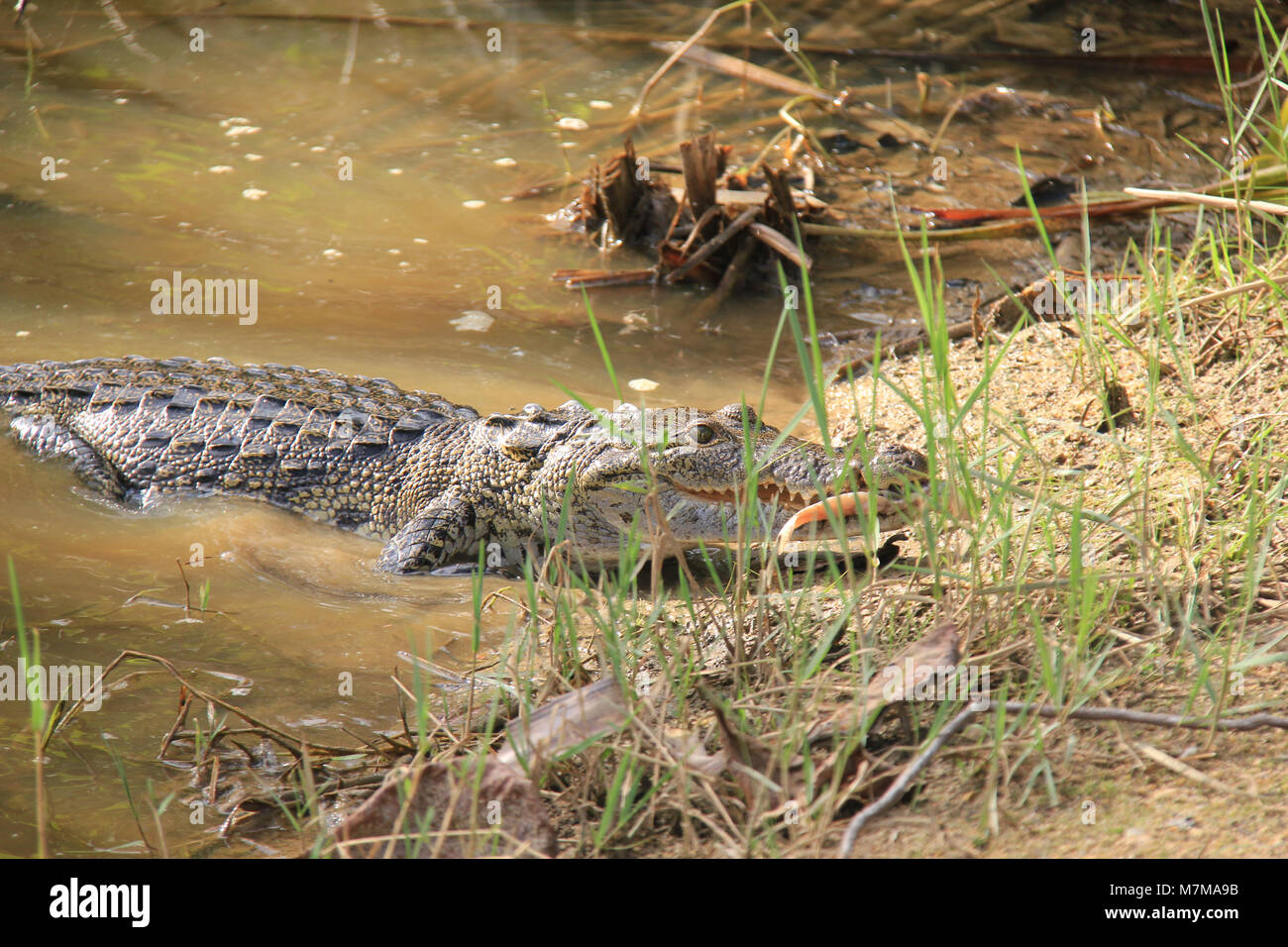 Alligator Eating Fish Stock Photos & Alligator Eating Fish Stock Images ...