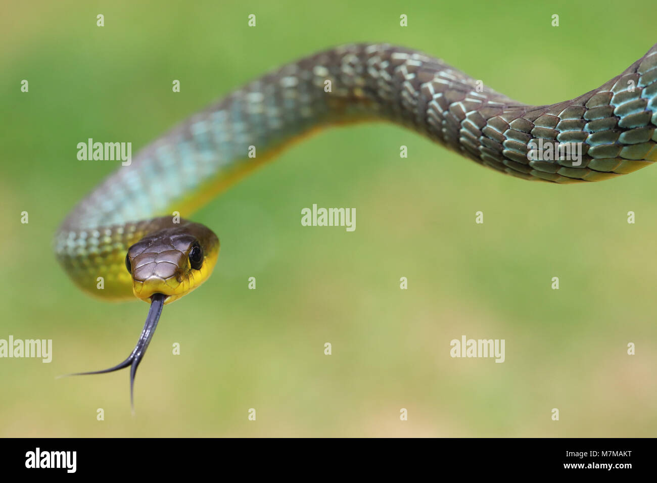 Common Tree Snake Stock Photo - Alamy