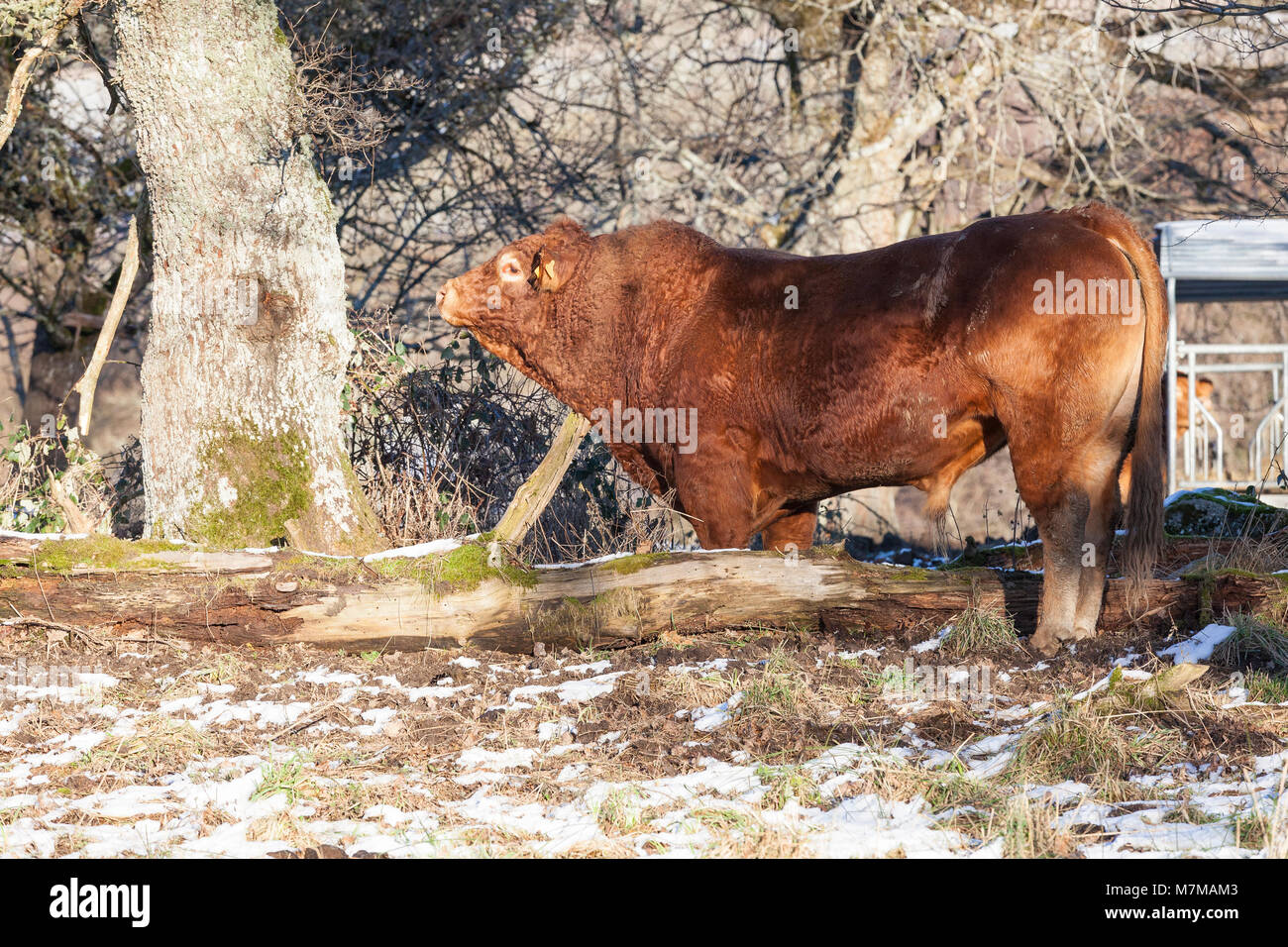 Bull neck hi-res stock photography and images - Alamy