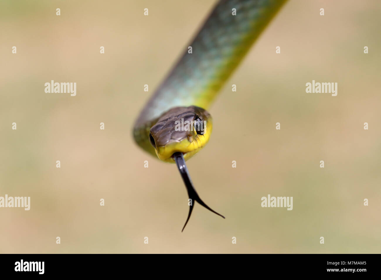 Common Tree Snake Stock Photo - Alamy