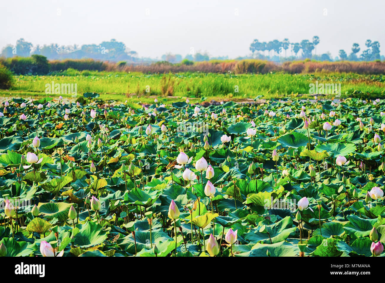 Lotus Flowers At Angkor Wat High Resolution Stock Photography and ...