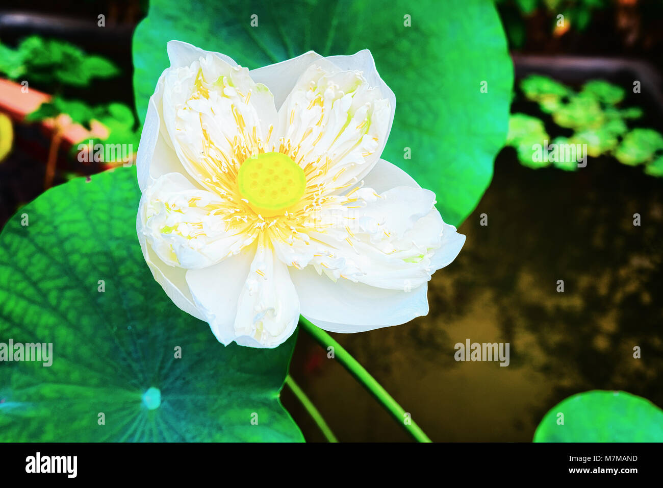 Lotus Flowers At Angkor Wat High Resolution Stock Photography and ...