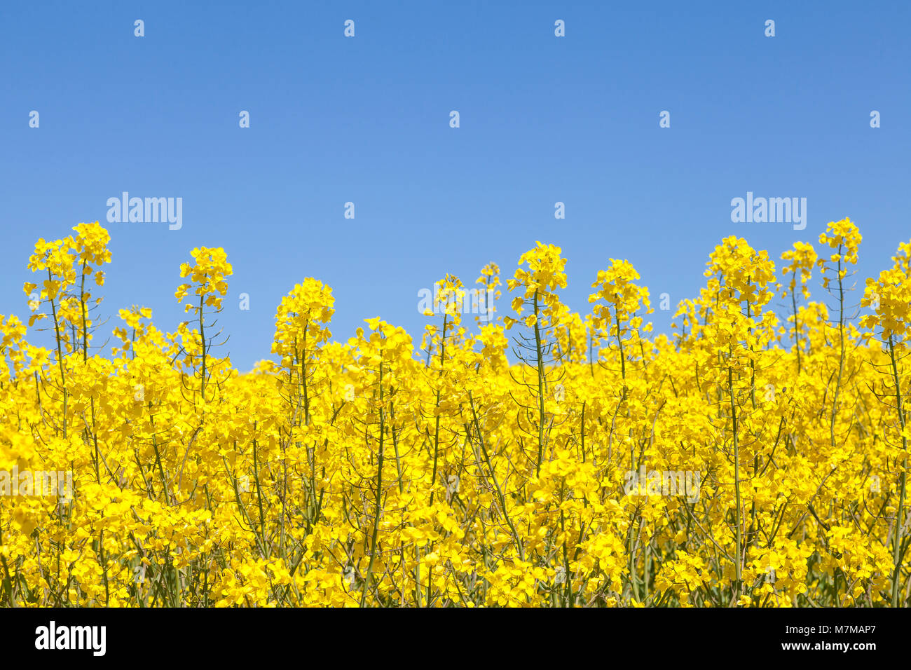 Bright yellow rapeseed flowers, Brassica napus, colza, rapaseed, rape ...