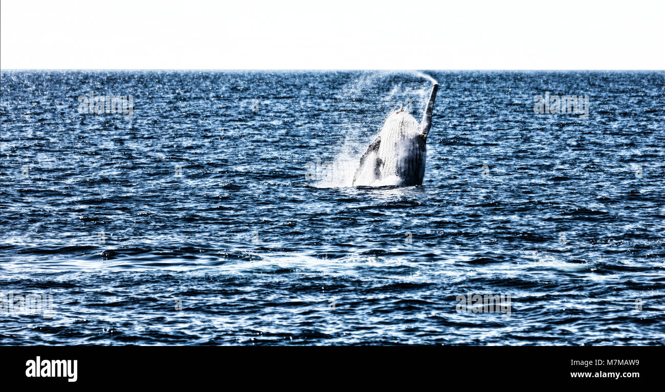 in australia a free whale in the ocean like concept of freedom Stock ...